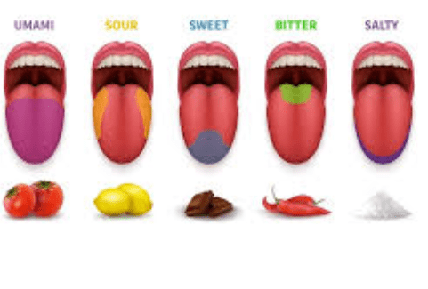 The Gustatory System - Kidnectivity